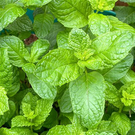 Tips For Growing Mojito Mint Plants