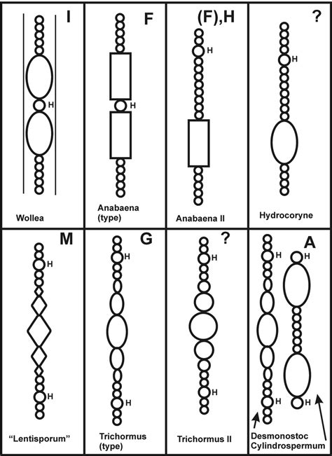 Schematic Modes Of Akinete Forms And Akinete Arrangements In Relation