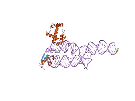 Signal Recognition Particle Srp Signal Recognition Particle