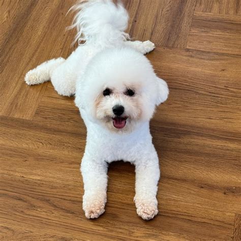 비숑프리제 도담이 보더콜리분양가격 프렌치불독분양가격 빠삐용분양가격 파피용분양가격 사모예드분양가격 스피츠분양가격 시바견분양가격 시베리안허스키분양가격 시츄분양가격 요크셔테리어