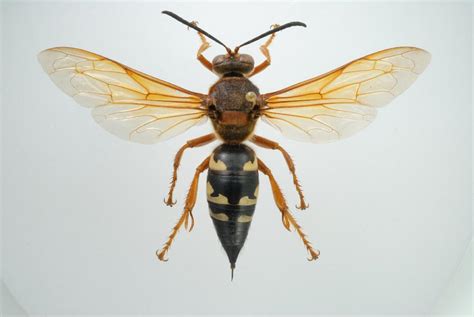Giant Wasp