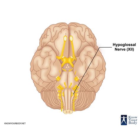 Hypoglossal Nerve Location Function Origin And Faqs