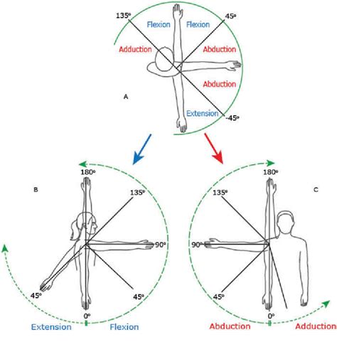 Range Of Motion Of The Elbow Joint A Flexion