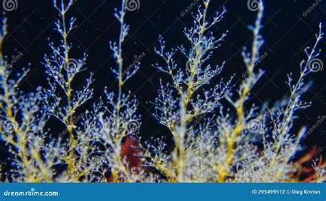 Stinging Hydroids On Usat Liberty Stock Image 50594509