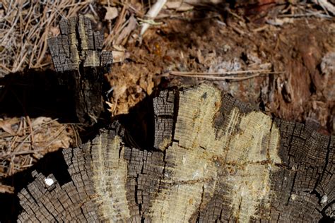 무료 이미지 나무 분기 목재 잎 트렁크 형성 동굴 흙 지질학 우디 식물 5184x3456 577283 무료 이미지 Pxhere