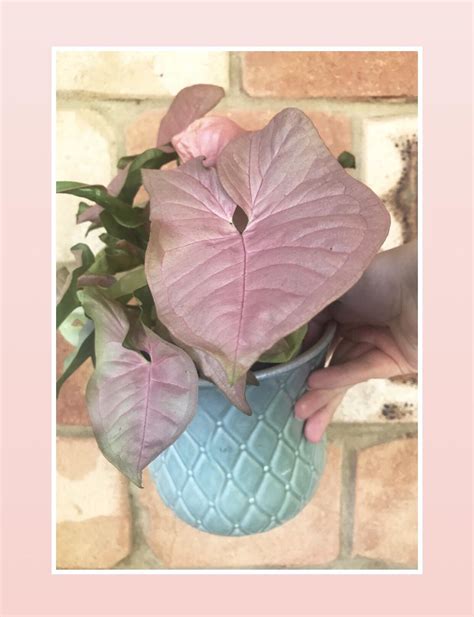 Shes So Beautiful Especially In This Pot Rhouseplants