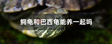 鳄龟和巴西龟能养一起吗 鱼百科
