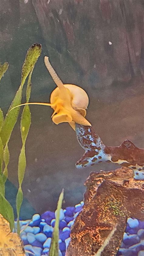 Took A Presumed Yellow Apple Snail Home The Other Day Found Them