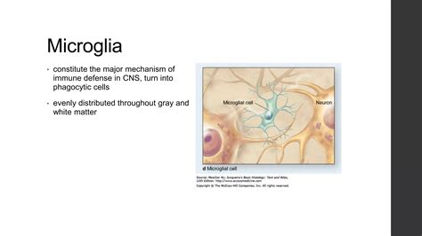 Microscopic Anatomy Of Cerebral Cortex Pptx