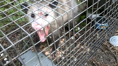 Catching Opossum In Havahart Trap Youtube