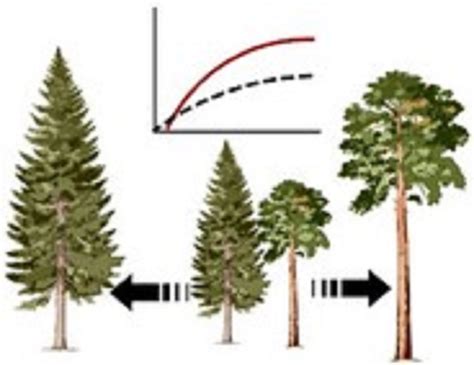 Forest Dynamics Modeling And Multifunctional Forest Management