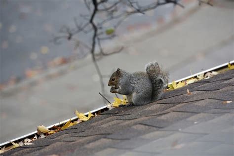 How To Get Rid Of Squirrels Full Complete Guide Florgeous