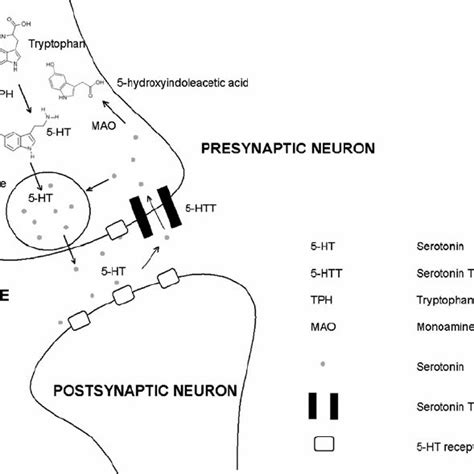 Pdf Genetic Polymorphism Of Serotonin Transporter 5 Httlpr Involvement In Smoking Behaviour