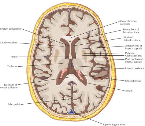 Ventricles And Cerebrospinal Fluid Cisterns Clinical Tree