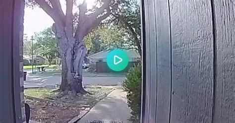 Wasp Playing Dingdong Ditch Album On Imgur