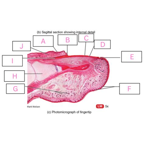 Aandp Diagram Labeling Flashcards Quizlet