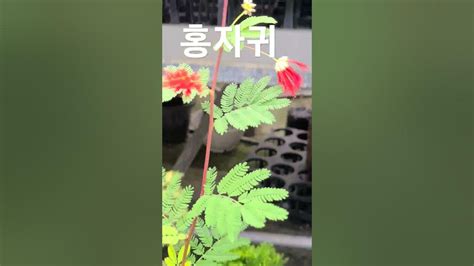 더그린가든센터 홍자귀 Youtube