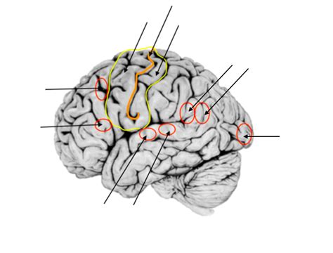 Functional Areas Of Cortex Diagram Quizlet