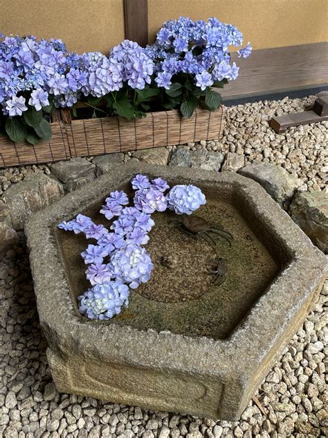 鎌倉市観光協会 on Twitter 浄明寺バス停近くにある 一条恵観山荘庭園の 花手水 が素敵です滑川沿いの庭園の風情が楽しめる