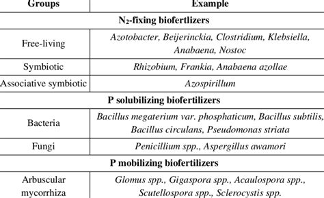 Biofertilizers Are Divided Into Groups Based On Their Nature And