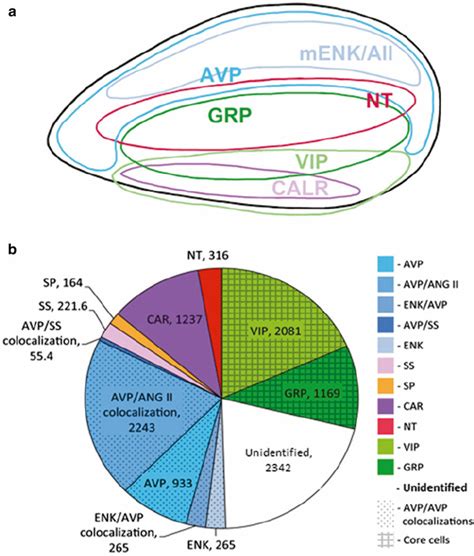 4 Chemoarchitecture Of The Suprachiasmatic Nucleus A The Download Scientific Diagram