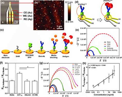 Detection Principle Of The Label Free Ec Biosensing System By Using Download Scientific Diagram