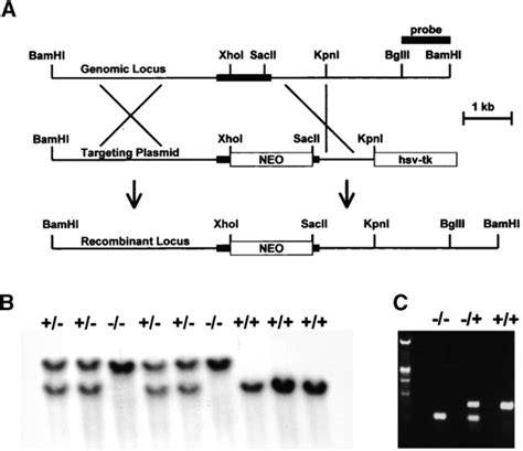 Targeted Disruption Of Mouse Bltr A Wild Type Genomic Locus Of Bltr