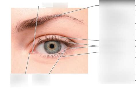 Eye Labeling Diagram Quizlet