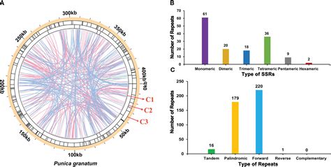 Frontiers Assembly And Analysis Of The First Complete Mitochondrial Genome Of Punica Granatum