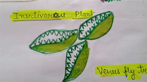 Nutrition Of Plants Parasites Saprophytes Symbiotic Insectivorous Youtube
