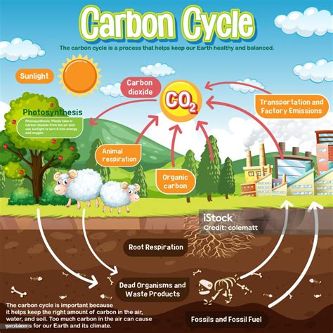 Carbon Cycle Diagram For Science Education Stock Illustration Download Image Now Coal Cycle