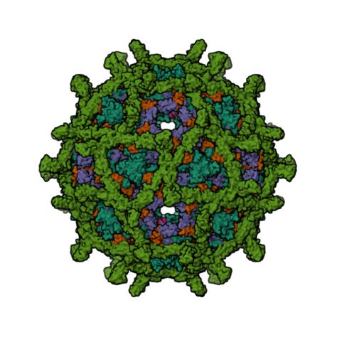 Rcsb Pdb 8b8r Complex Of Echovirus 11 With Its Attaching Receptor