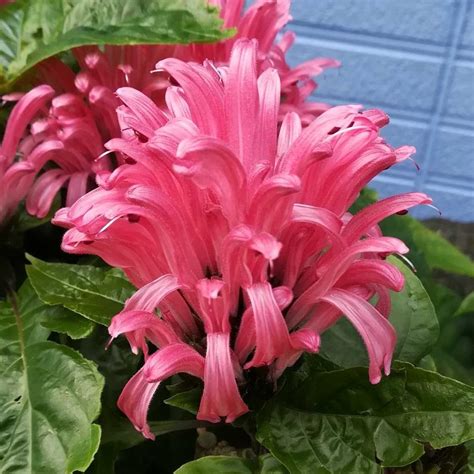 珊瑚花の花 びいとるのブログ 楽天ブログ