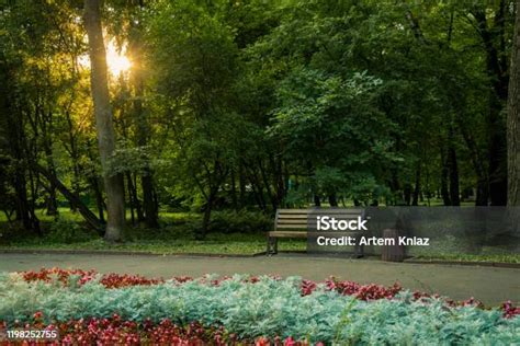 자연 환경에서 휴식을 위한 꽃 나쁜 빈 나무 벤치와 공원 골목 길에서 산책과 산책로에 대 한 조용한 아침 일몰 상승 시간 아름