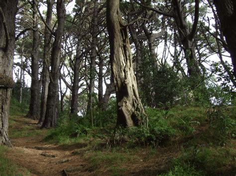 Natural Disturbances Enhance Heterogeneity — Biological Strategy — Asknature