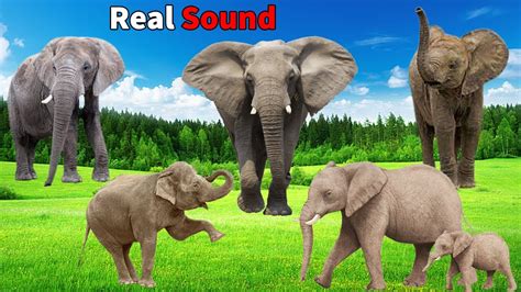 Elephant Sound Effects Free Download At Eric Montez Blog
