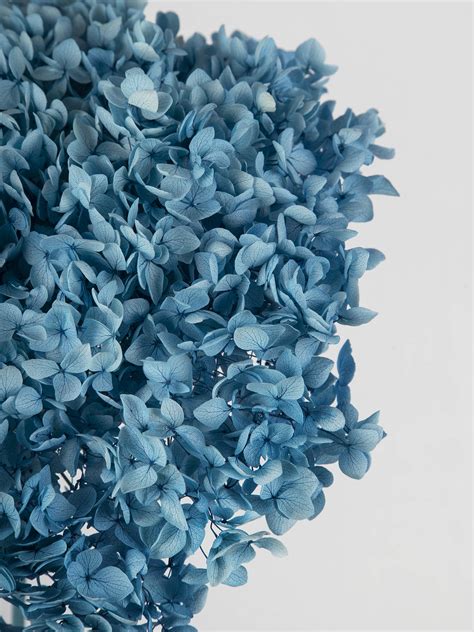 Гортензія стабілізована на гілці блакитна купити за ціною 499 грн • Dfb Elements Україна
