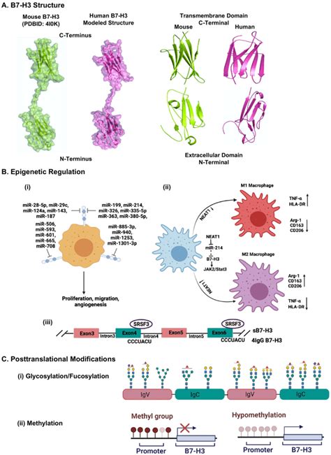 Structure And Regulation Of B7 H3 A Three Dimensional Structure Of