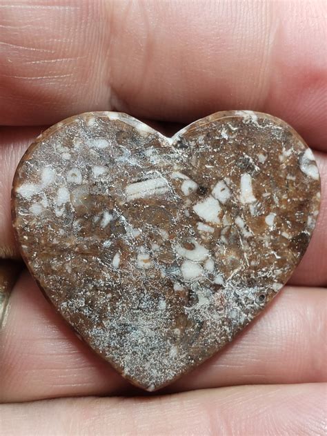 Crinoid Website Artofit