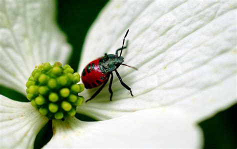 ルリクチブトカメムシ