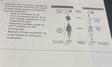 Solved 2 Describe How Mutation Caused By Germ·line Mutations Somátic