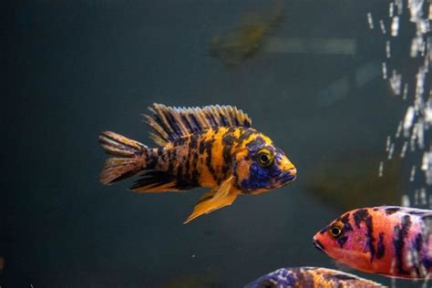 Peacock Cichlid Care Guide Tank Mates Breeding And Eggs