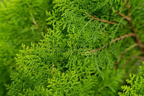Closeup Of Cypress Tree Branch In The Hedge In Garden Green Leaves Background Fresh Summer
