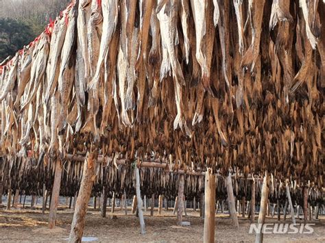 黄金色になった干しダラ江原道 Chosun online 朝鮮日報