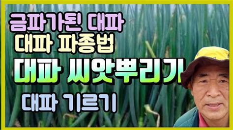 금파가된 대파 대파 파종법 대파 씨앗뿌리기 대파 기르기 대파육묘상 만들기 Youtube