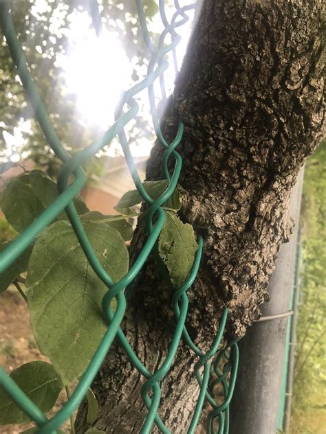 This Tree Growing Through A Fence R NatureIsFuckingLit