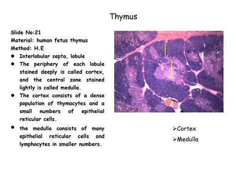Thymus Slide