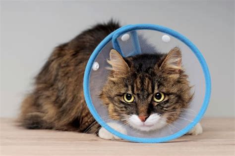 Getting Your Cat Fixed Step By Step Guide Everett Vets