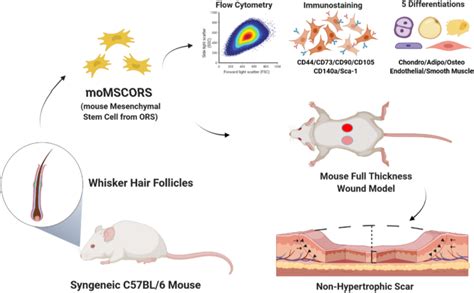小鼠毛囊间充质干细胞可减少小鼠伤口愈合模型中的肥厚性疤痕stem Cell Reviews And Reports X Mol
