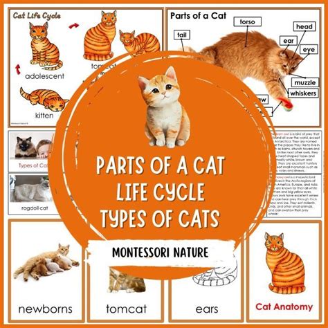 Cat Life Cycle And Parts Of A Cat Printable And Hands On Activities